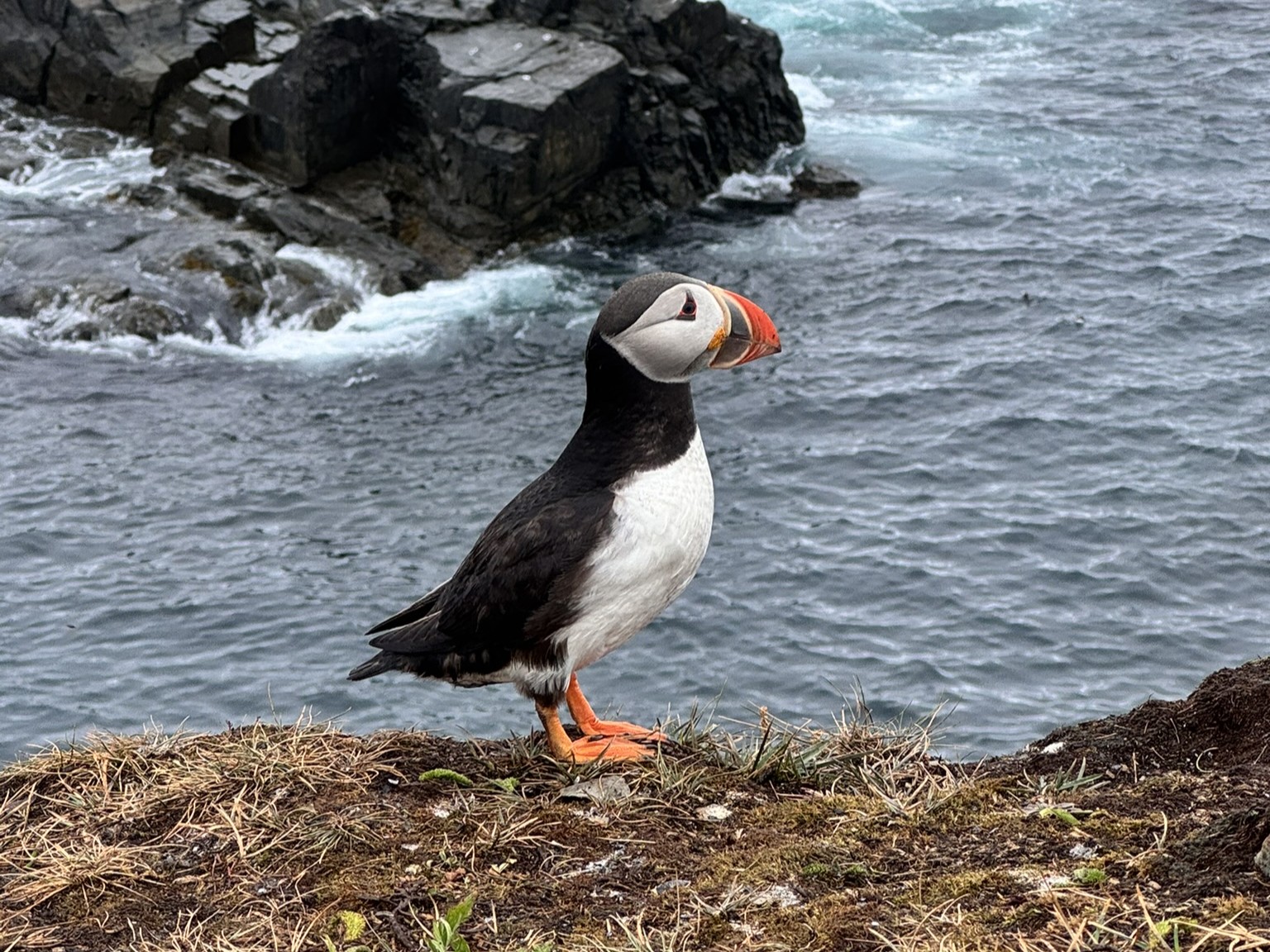 Puffin Viewing in Elliston, Newfoundland: A Complete Guide - Northern ...